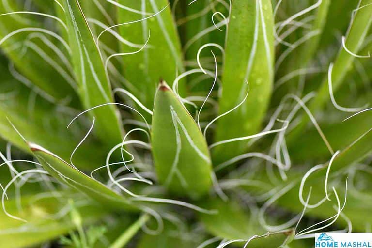 12 Different Types Of Agave Plants (With Photos)
