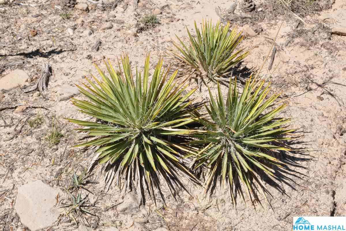 12 Different Types Of Agave Plants (With Photos)