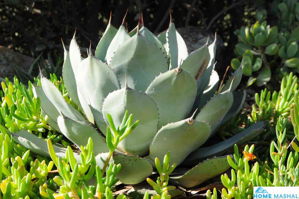 12 Different Types Of Agave Plants (With Photos)