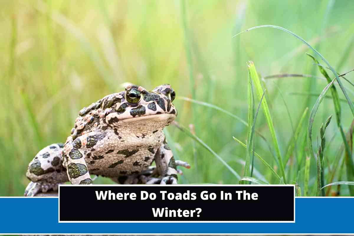Where Do Toads Go In The Winter? (Explained)