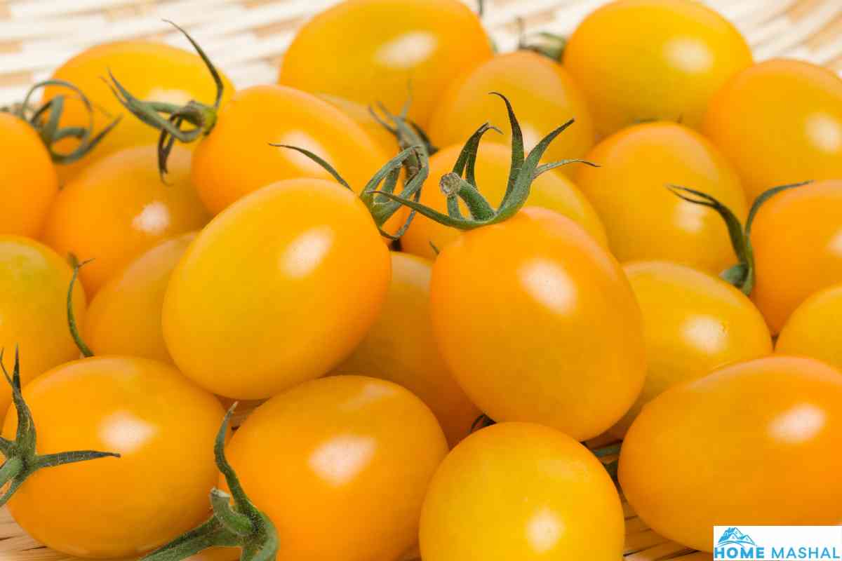 10 Different Types Of Small Tomatoes (With Photos)