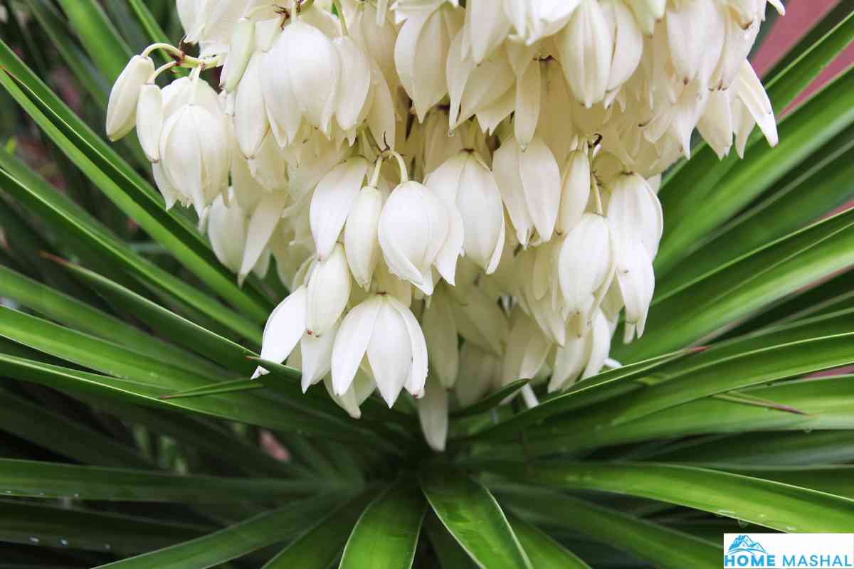 Top 6 Plants Similar To Agave (With Photos)