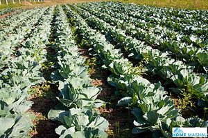 5 Different Cabbage Growth Stages (Explained)