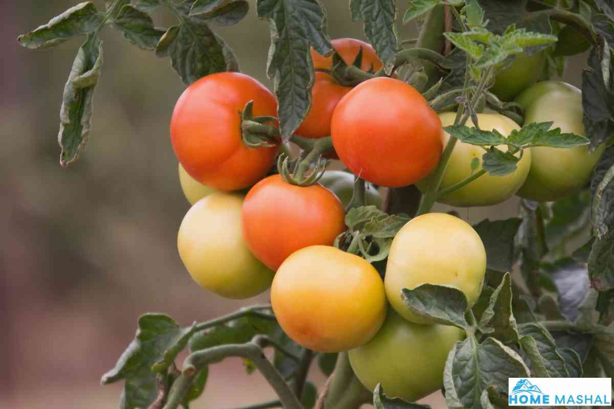 10 Different Tomato Plant Growth Stages