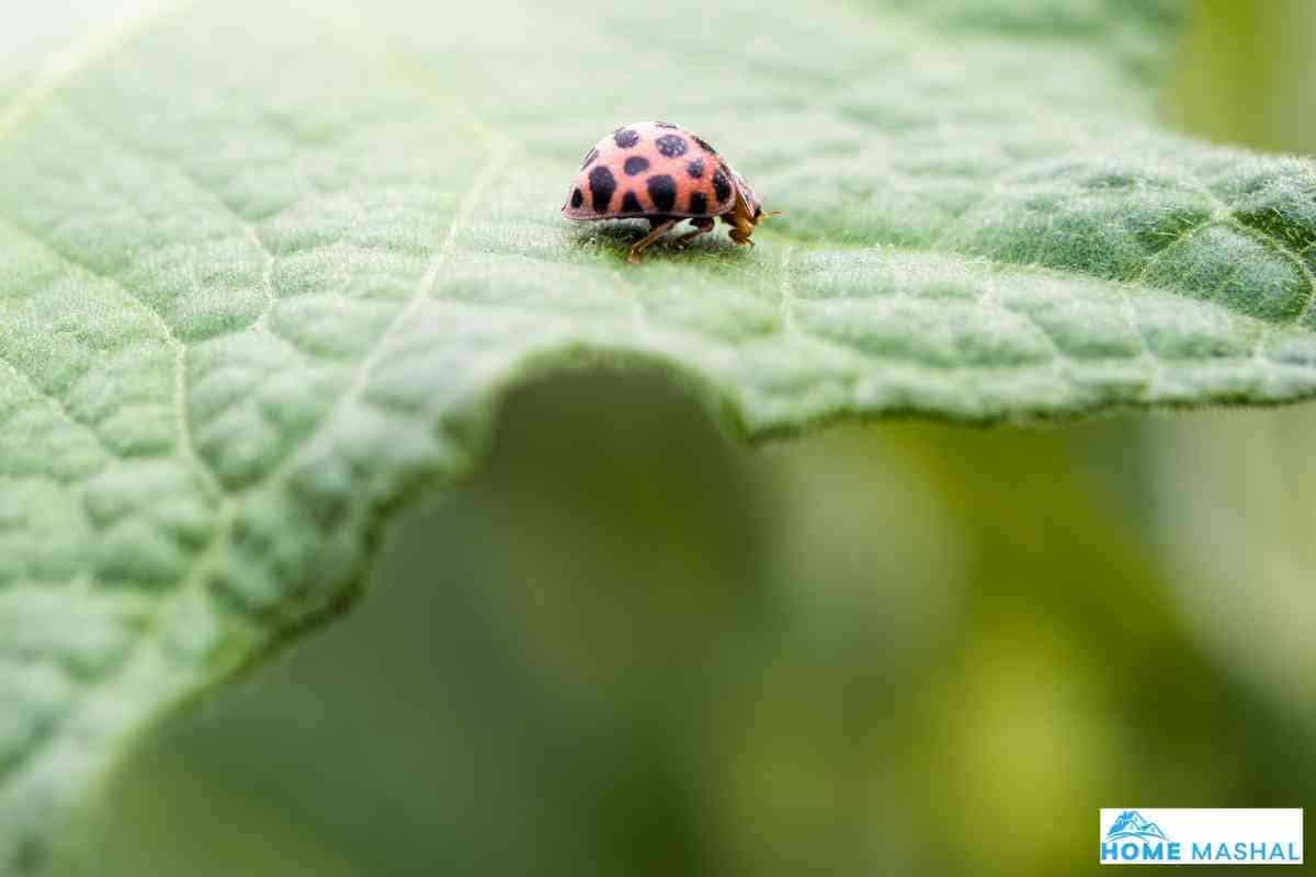 17 Different Types of Ladybugs (With Photos)