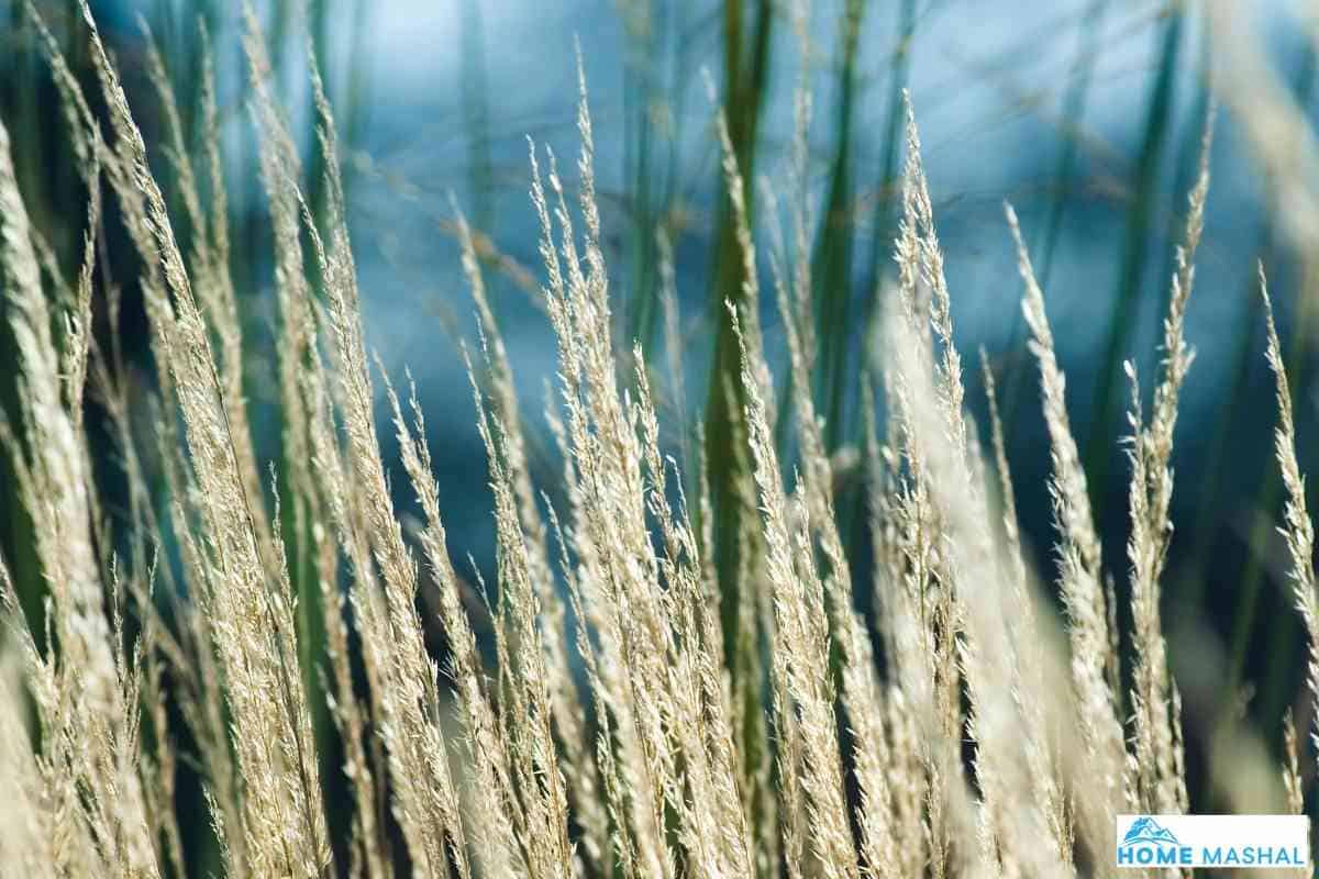 17 Best Tall Ornamental Grasses For Shades