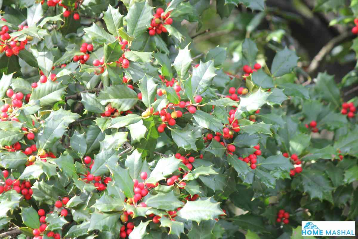 5 Best Holly Trees For Privacy (With Photos)