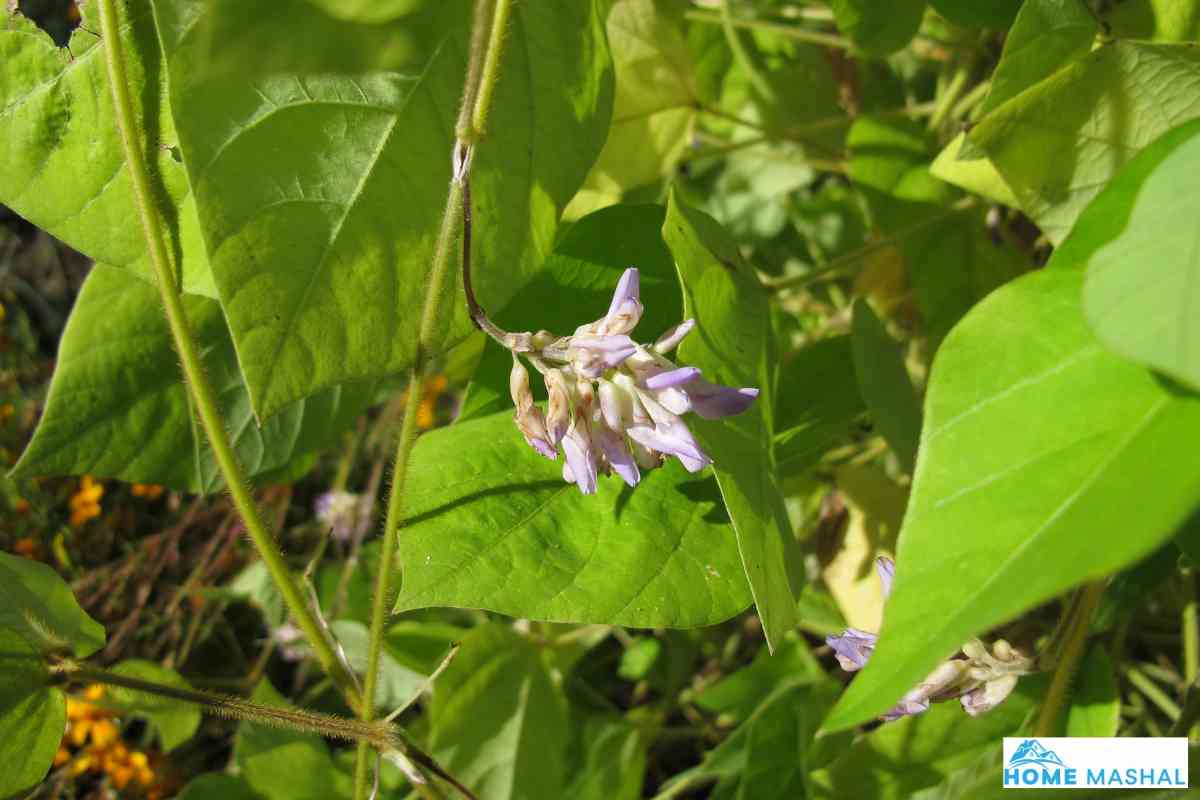 15 Best Climbing Plants With Flowers For Shade