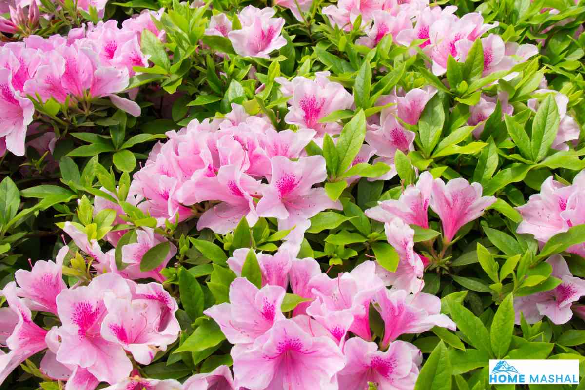 14 Best Deciduous Forest Plants (With Photos)