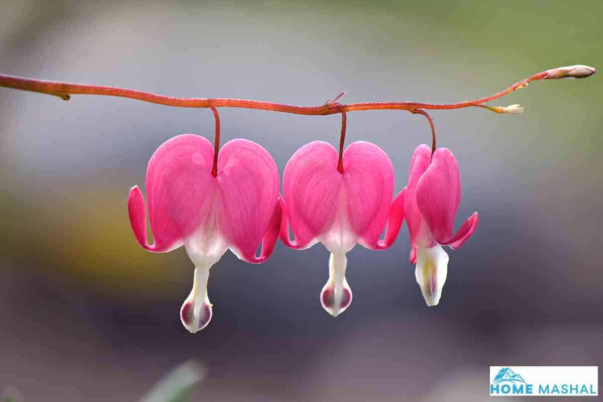 18 Plants With Heart Shaped Leaves (Indoor & Outdoor)