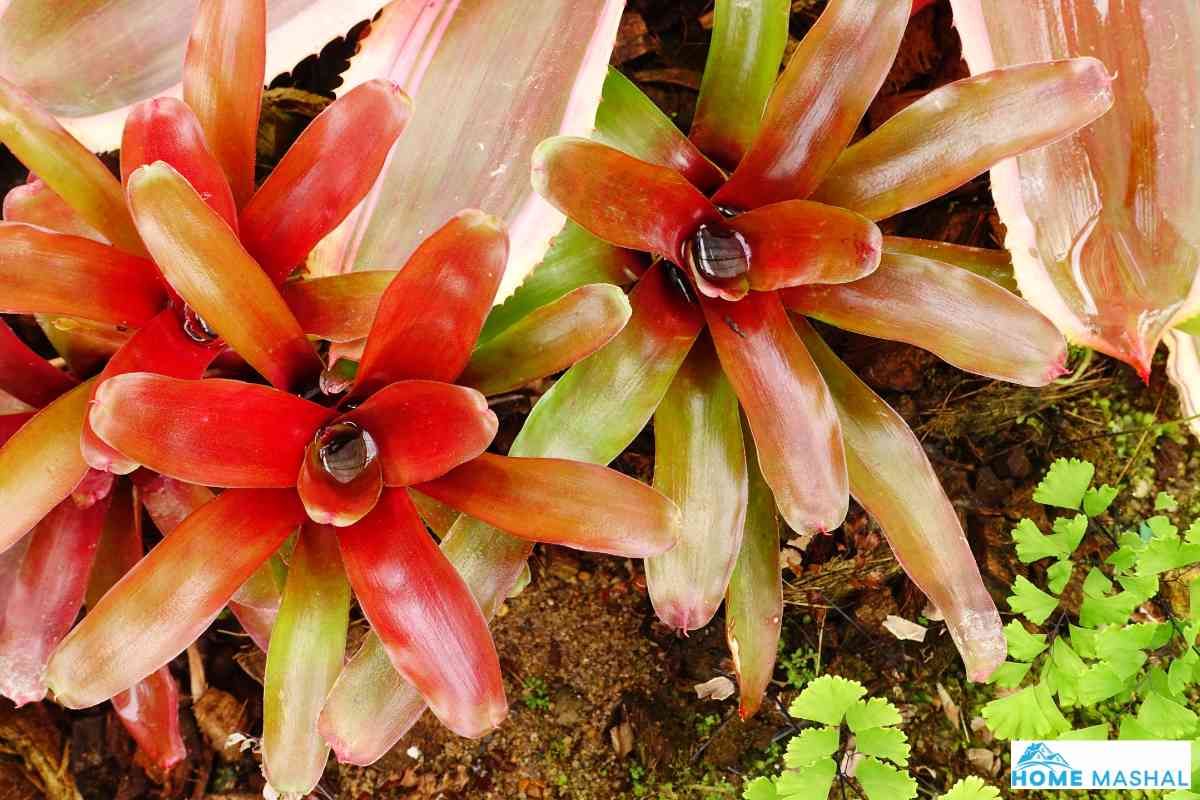 15 Best Colorful Indoor Plants (With Photos)