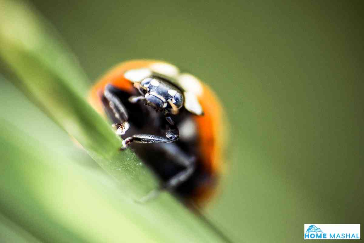 17 Different Types of Ladybugs (With Photos)