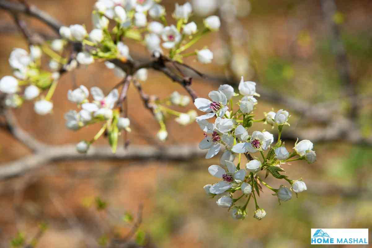 14 Best Deciduous Forest Plants (With Photos)
