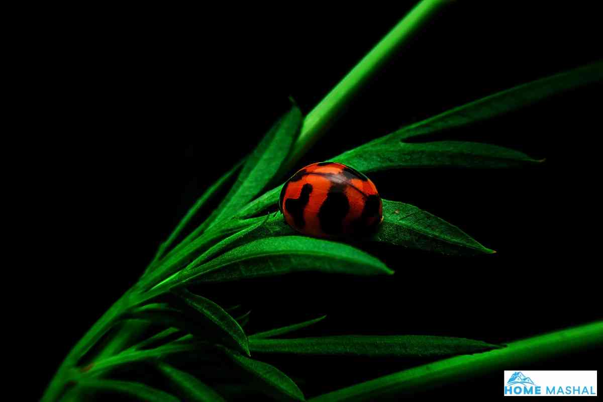 17 Different Types of Ladybugs (With Photos)