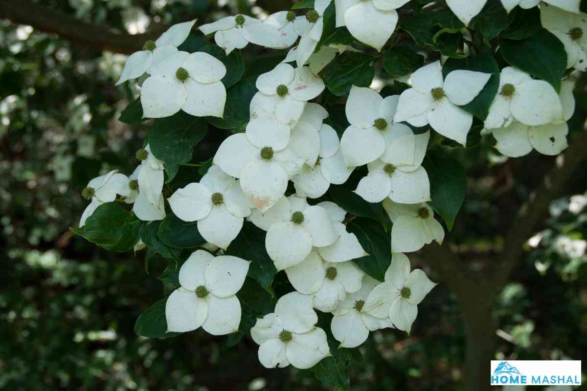 14 Best Deciduous Forest Plants (With Photos)