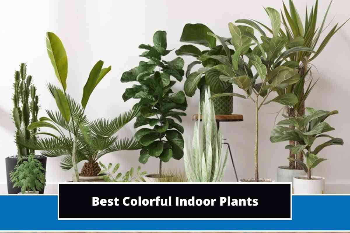 15 Best Colorful Indoor Plants (With Photos)