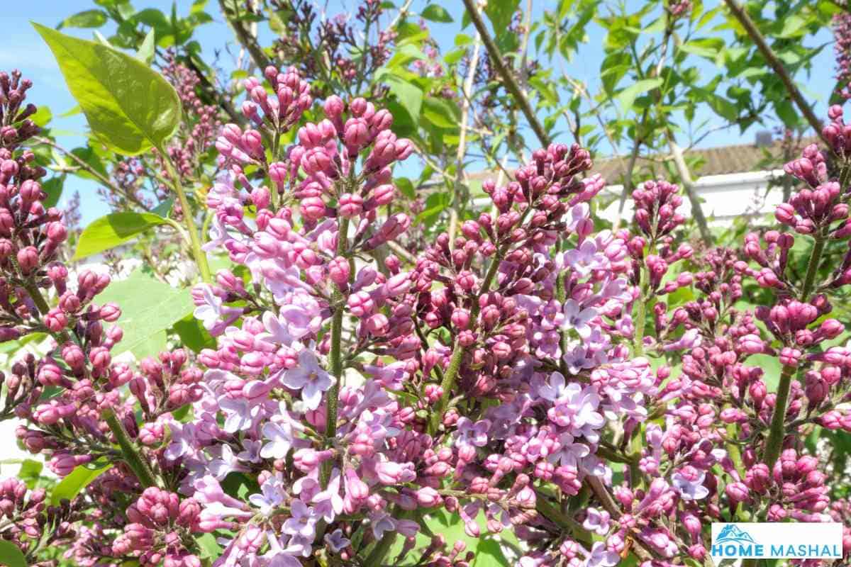 14 Best Deciduous Forest Plants (With Photos)