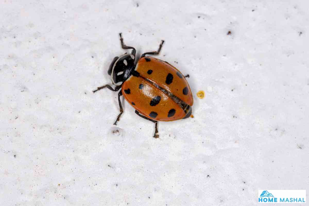 17 Different Types of Ladybugs (With Photos)