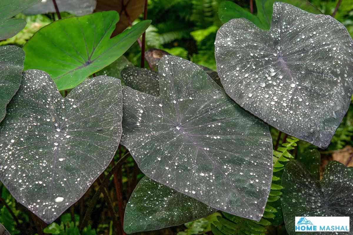 15 Different Types of Elephant Ear Plants