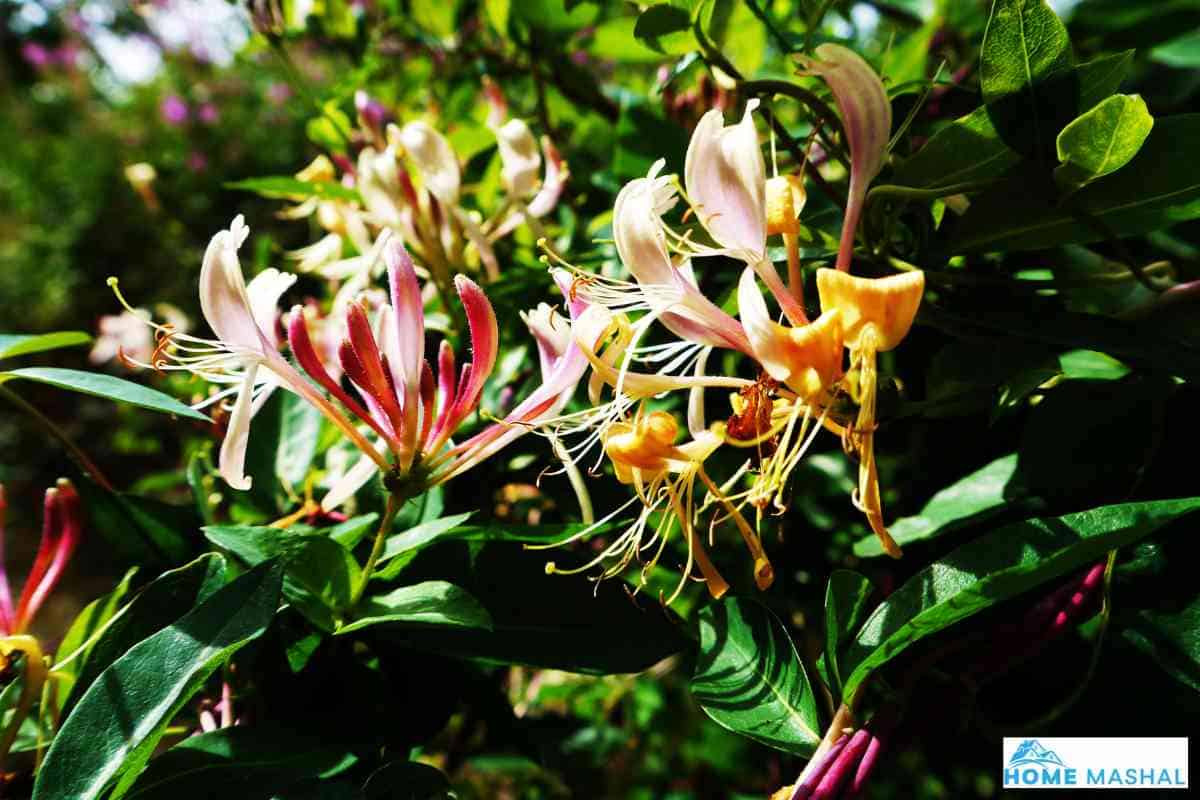 15 Best Climbing Plants With Flowers For Shade