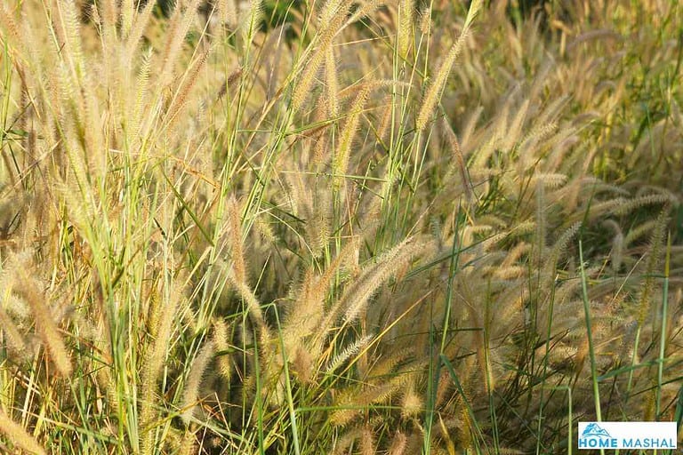 17 Best Tall Ornamental Grasses For Shades