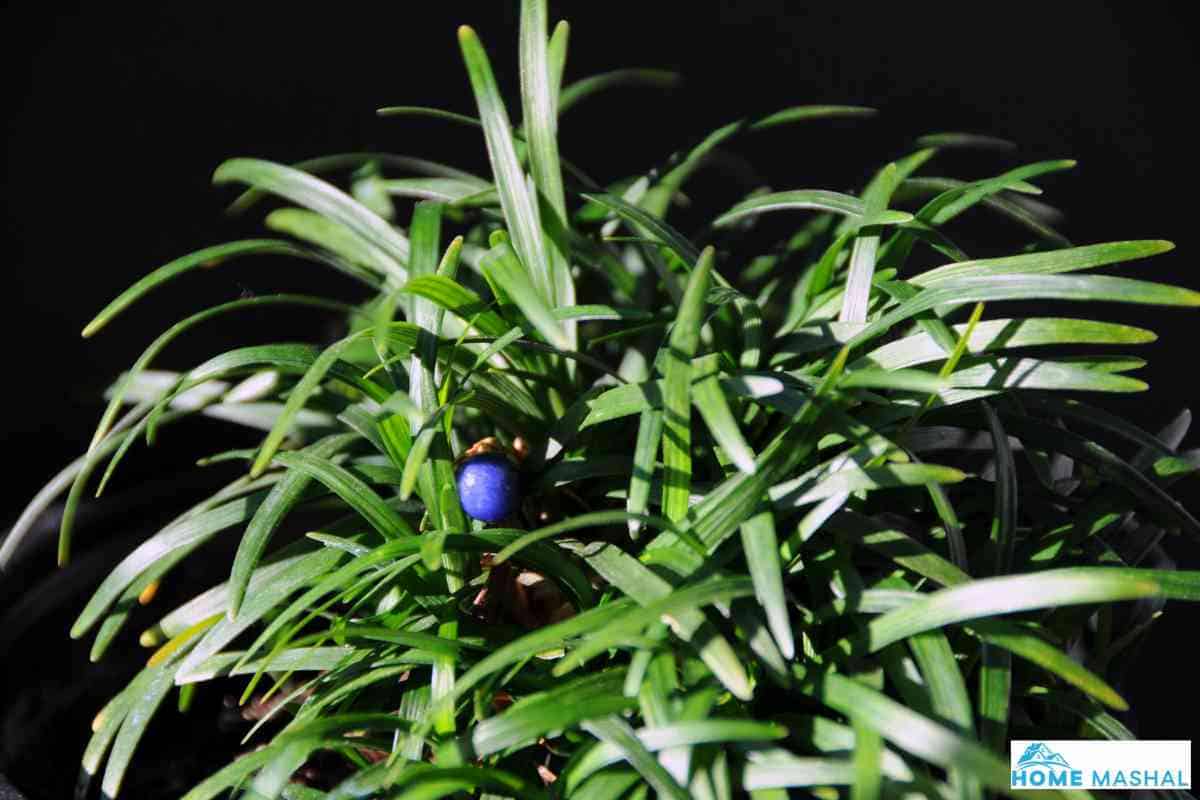 10 Best Low Growing Ornamental Grasses (With Photos)