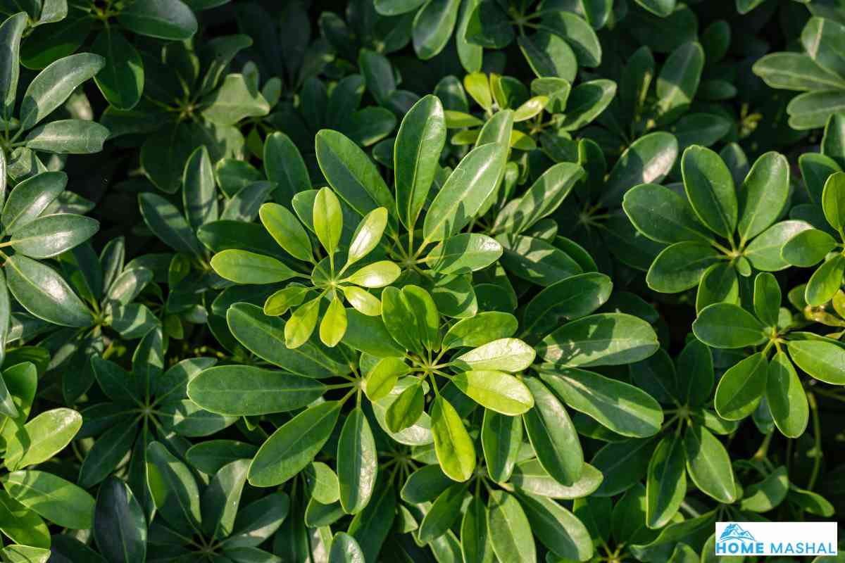 17 Best Miniature Plants For Fairy Gardens
