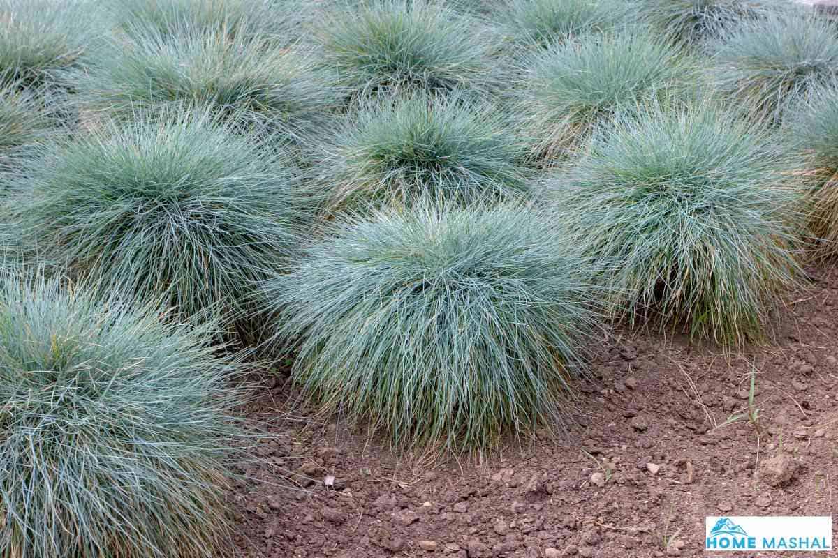10 Best Dwarf Ornamental Grasses (With Photos)