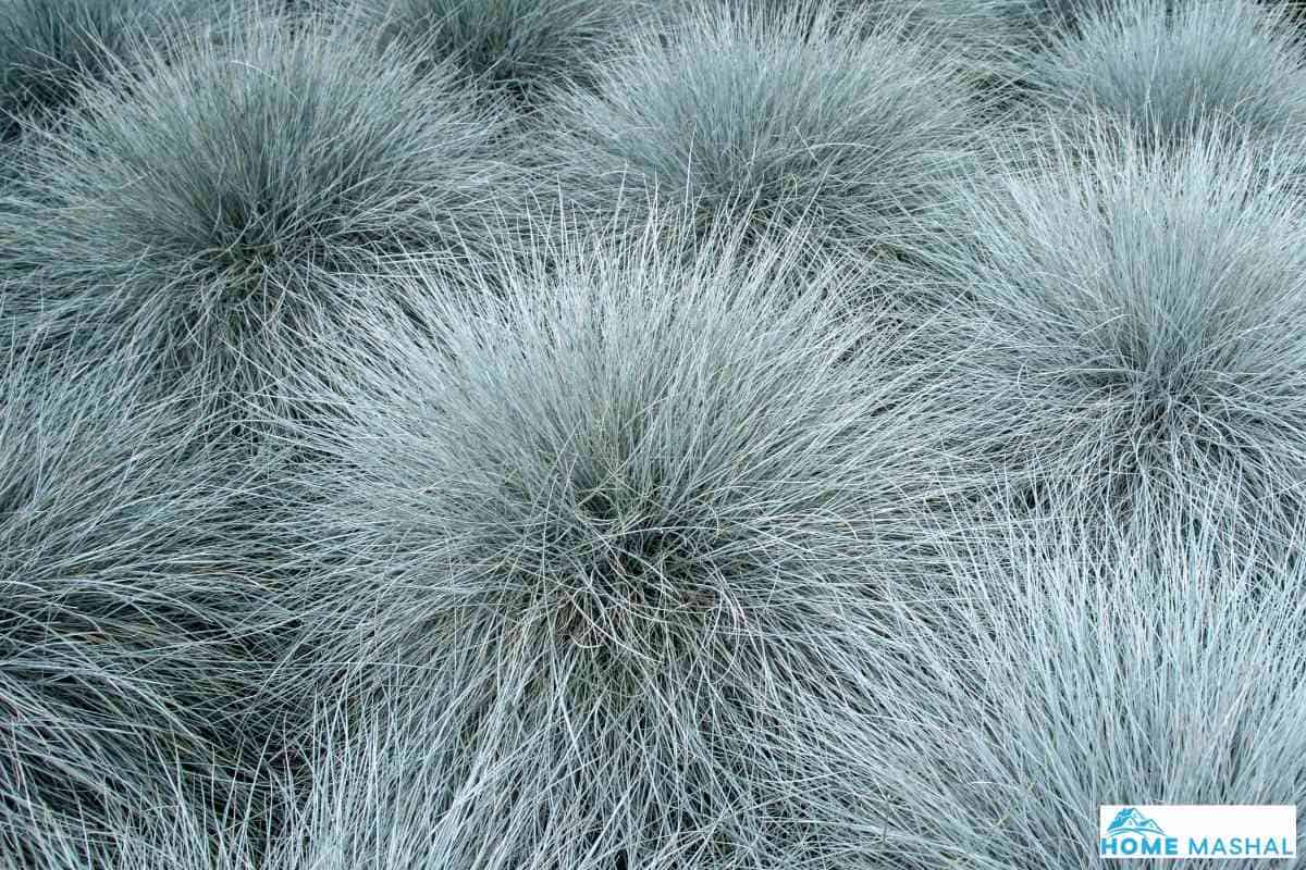 10 Best Low Growing Ornamental Grasses (With Photos)