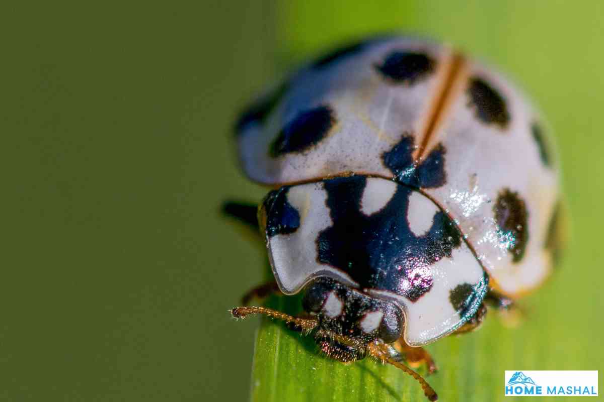 17 Different Types of Ladybugs (With Photos)