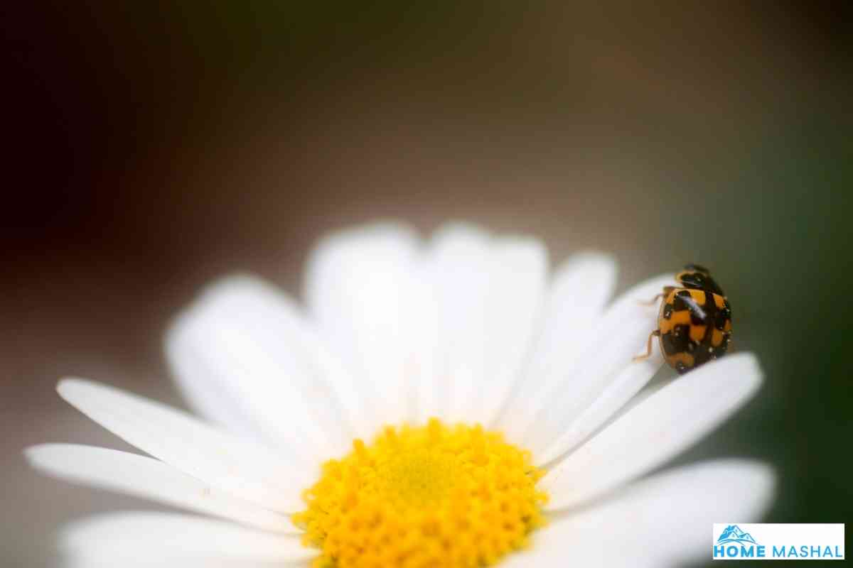 17 Different Types of Ladybugs (With Photos)