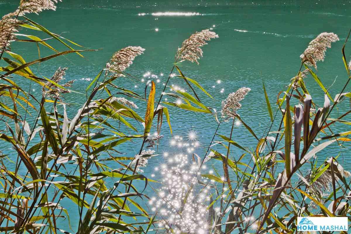 17 Best Tall Ornamental Grasses For Shades