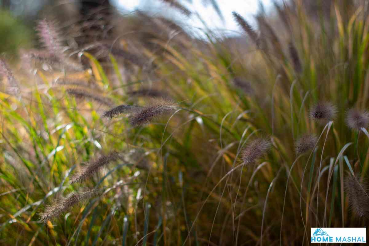10 Best Low Growing Ornamental Grasses (With Photos)