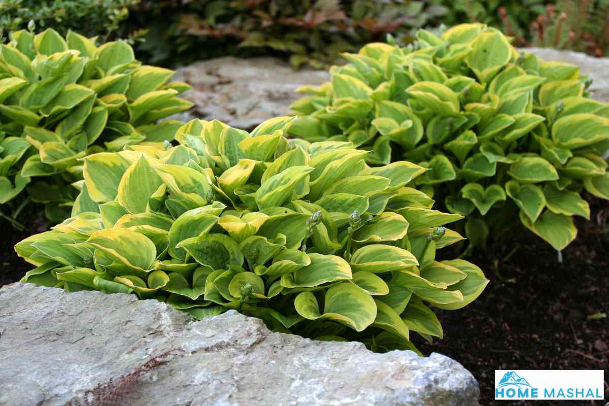 18 Plants With Heart Shaped Leaves (Indoor & Outdoor)