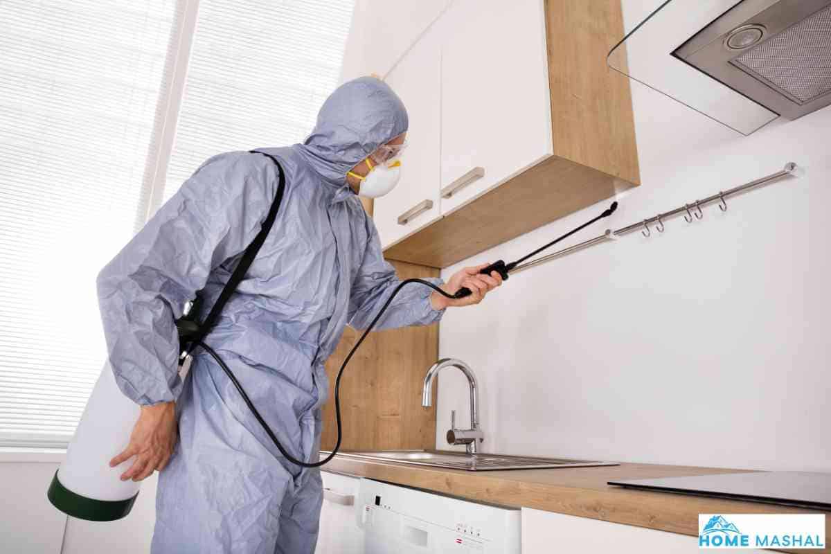 How To Prevent Pest Infestation In Kitchen