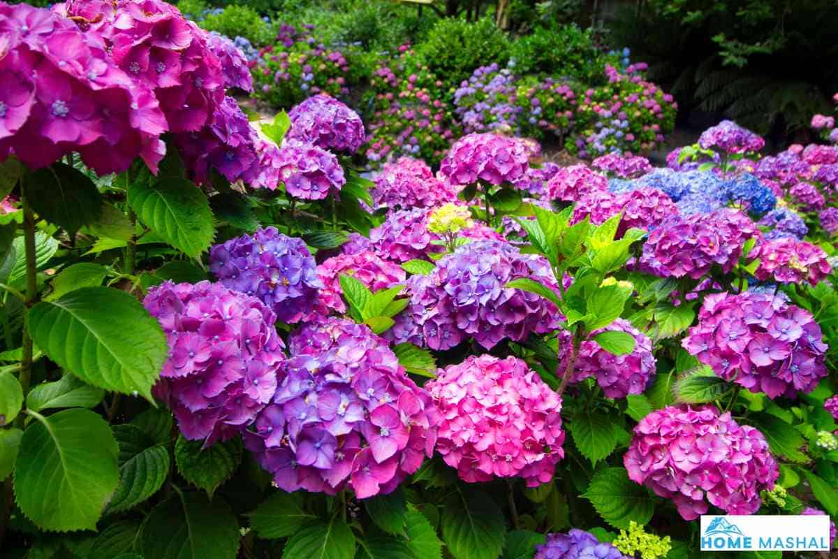 14 Best Deciduous Forest Plants (With Photos)