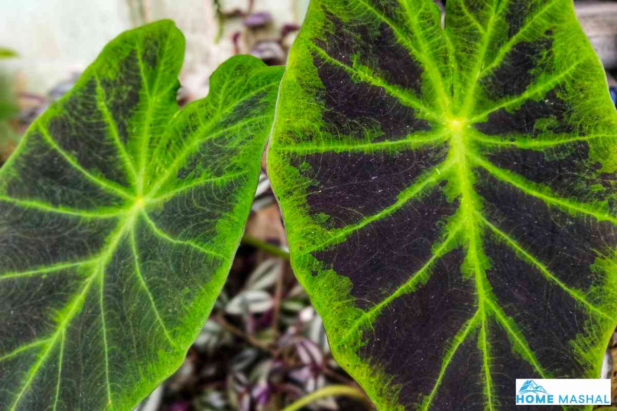 15 Different Types of Elephant Ear Plants