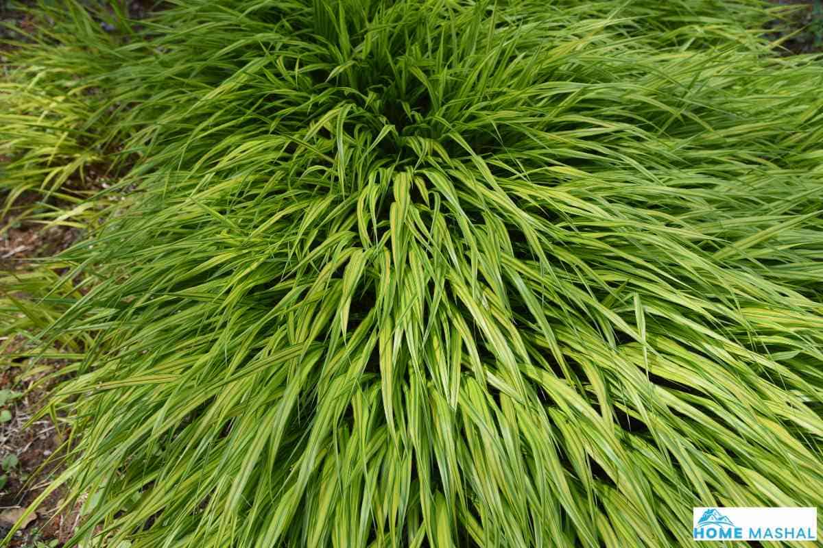 10 Best Low Growing Ornamental Grasses (With Photos)