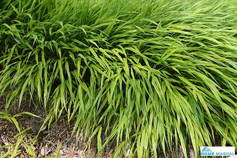 17 Best Tall Ornamental Grasses For Shades