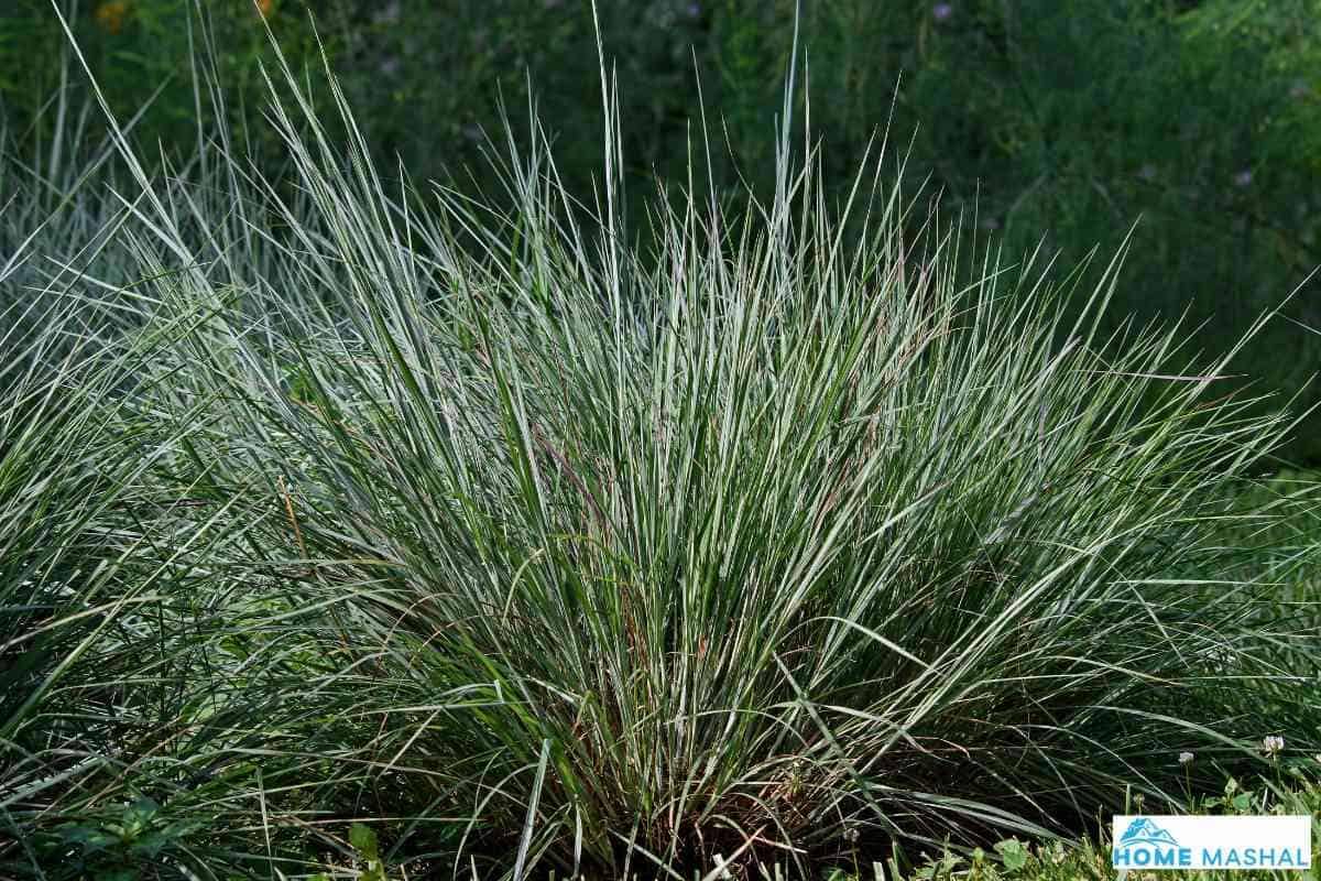 10 Best Dwarf Ornamental Grasses (With Photos)