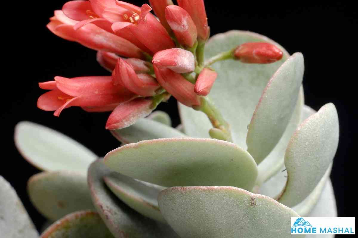 13 Different Types Of Kalanchoe (With Photos)