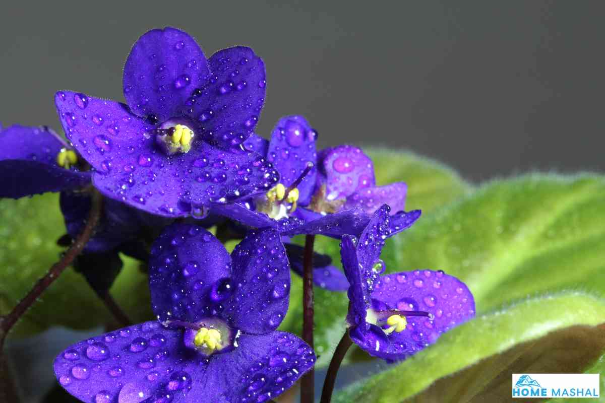 17 Best Miniature Plants For Fairy Gardens