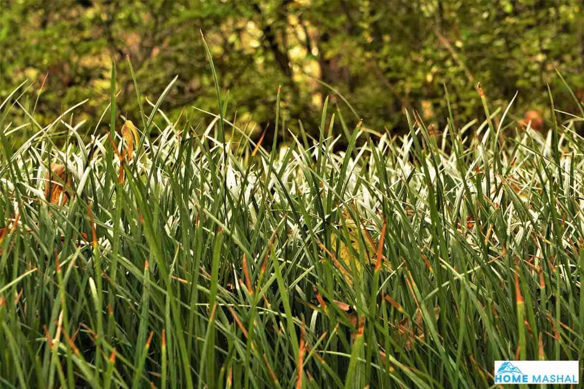 17 Best Tall Ornamental Grasses For Shades