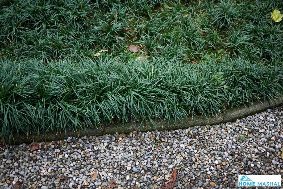 10 Best Dwarf Ornamental Grasses (With Photos)