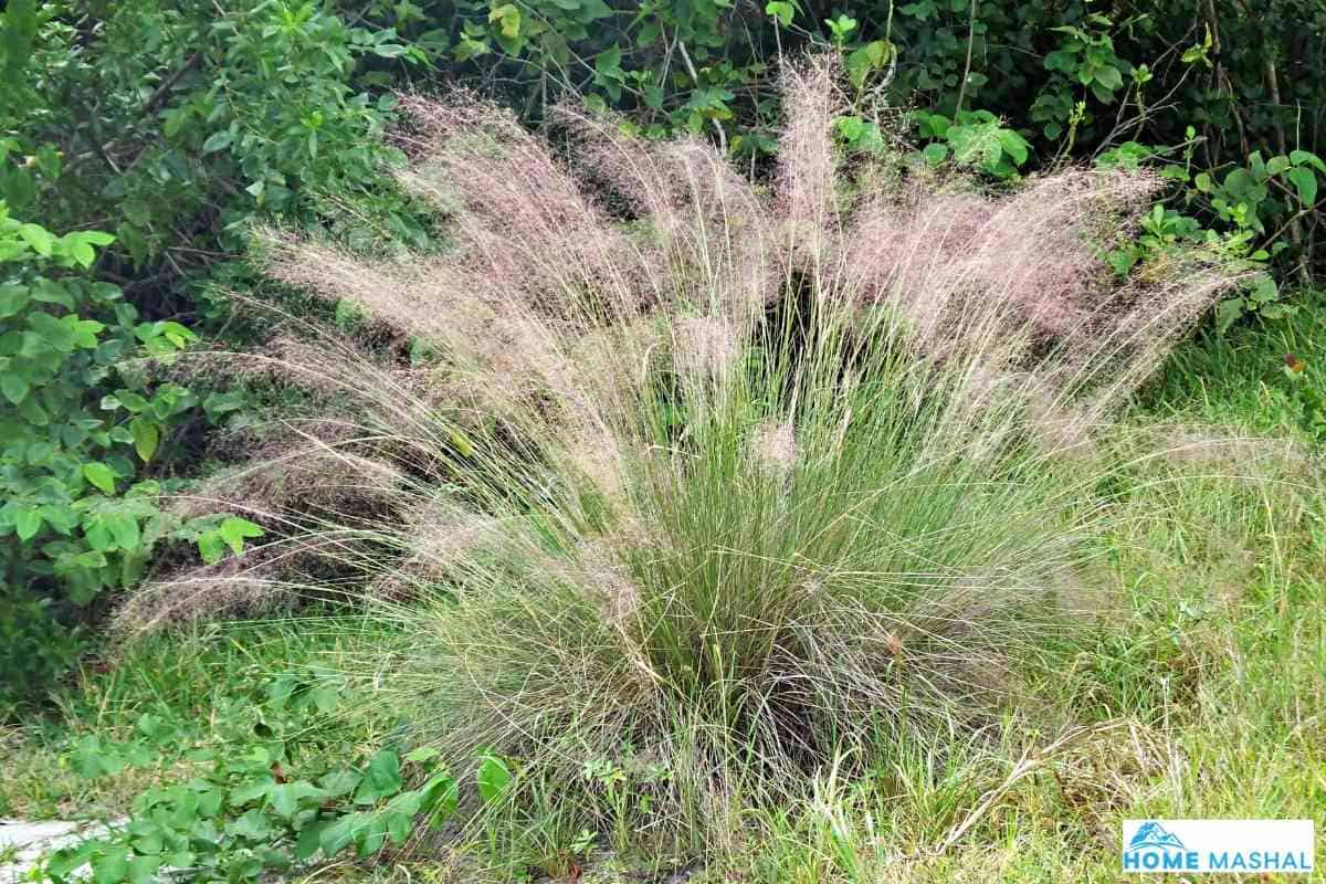 17 Best Tall Ornamental Grasses For Shades
