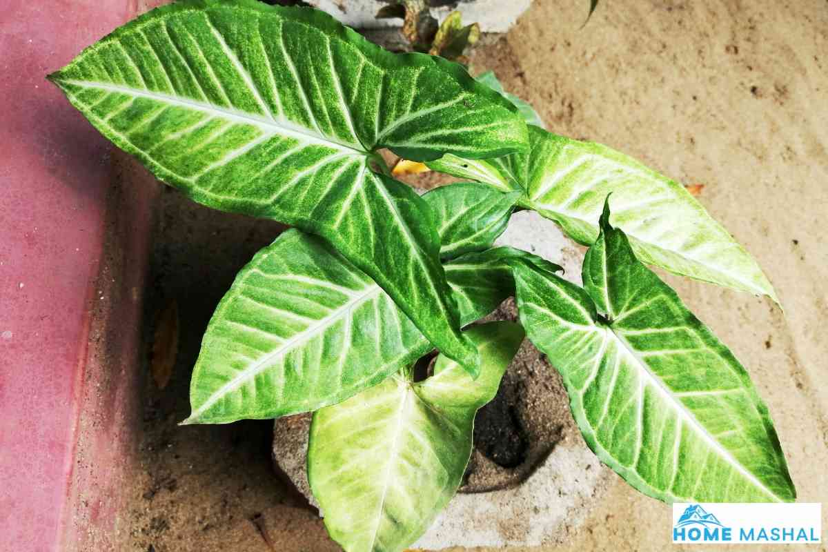 18 Plants With Heart Shaped Leaves (Indoor & Outdoor)