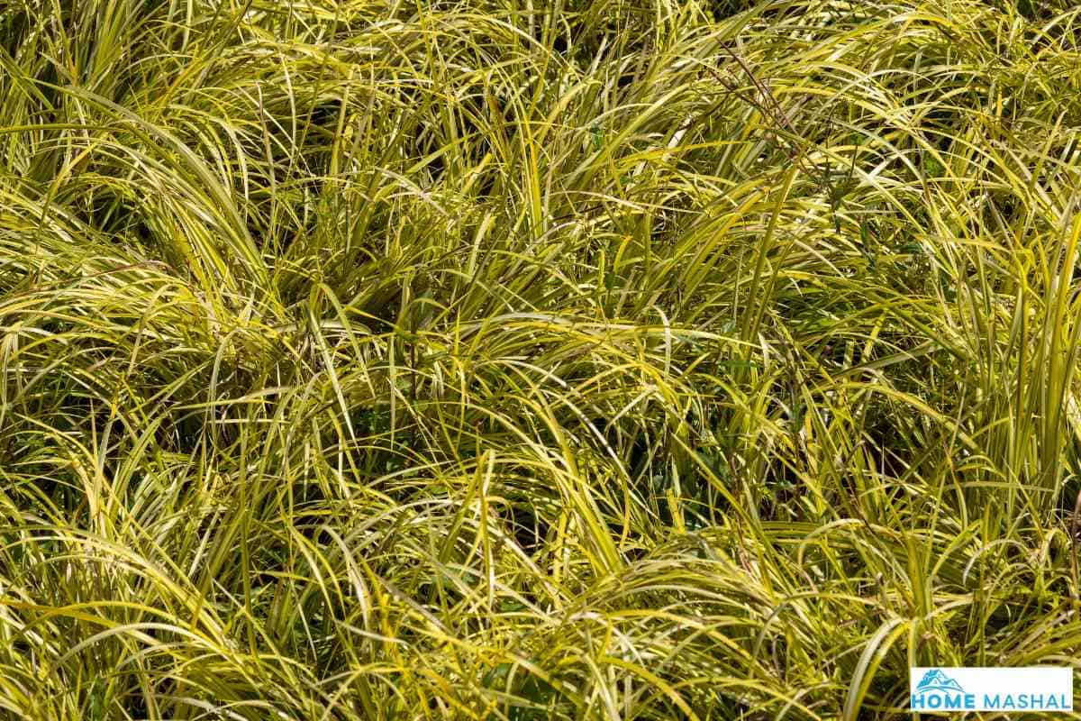 10 Best Dwarf Ornamental Grasses (With Photos)