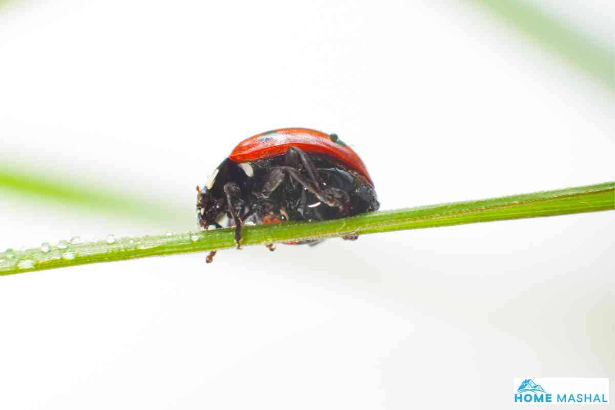17 Different Types of Ladybugs (With Photos)
