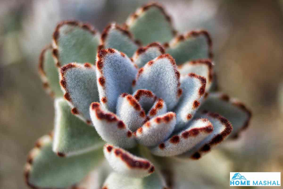 13 Different Types Of Kalanchoe (With Photos)