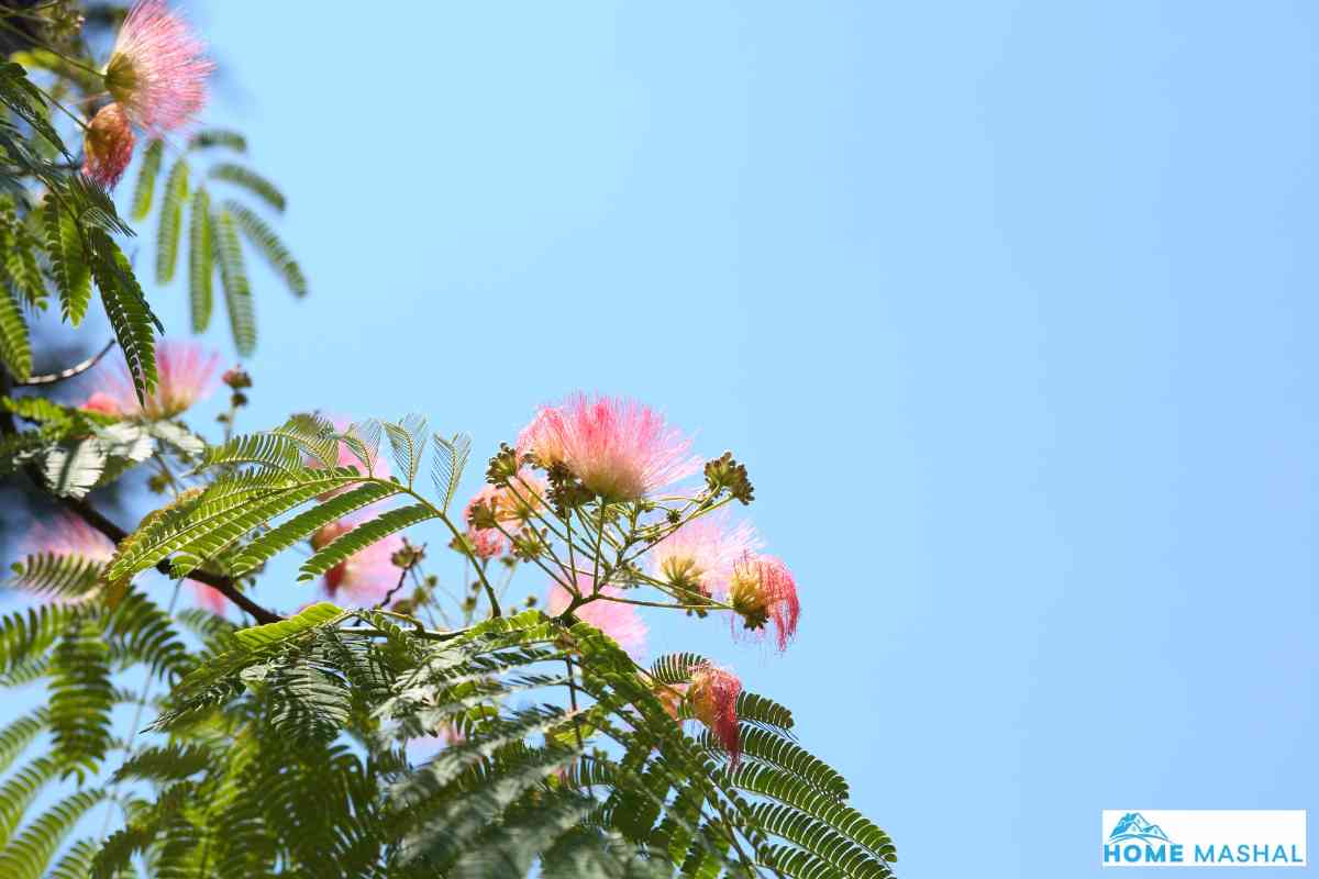 14 Best Deciduous Forest Plants (With Photos)